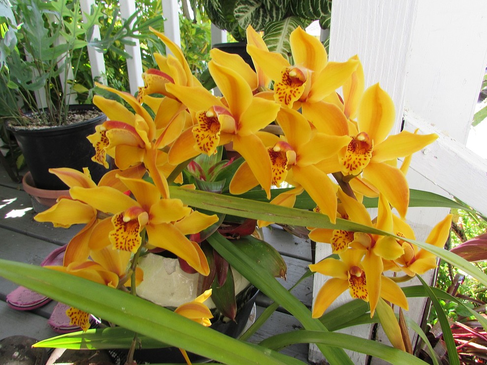 Cymbidium. In California.