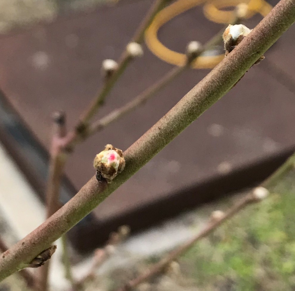 Peach buds and Frost