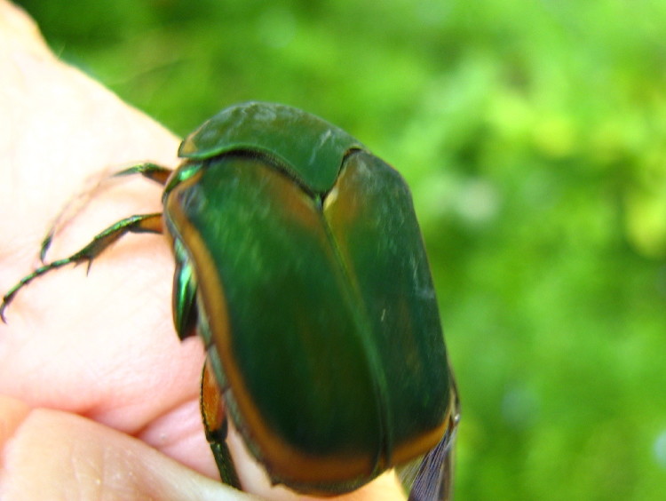 Green beetles swarming .... | Houzz Forum