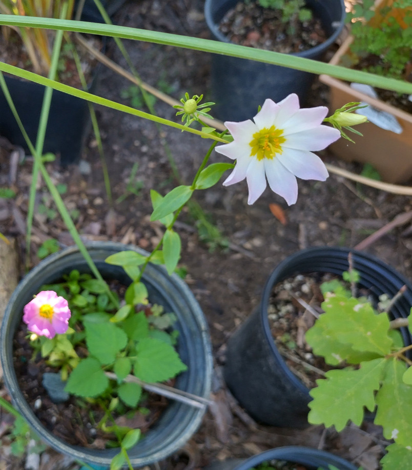 rare-ish native forb | Houzz Forum