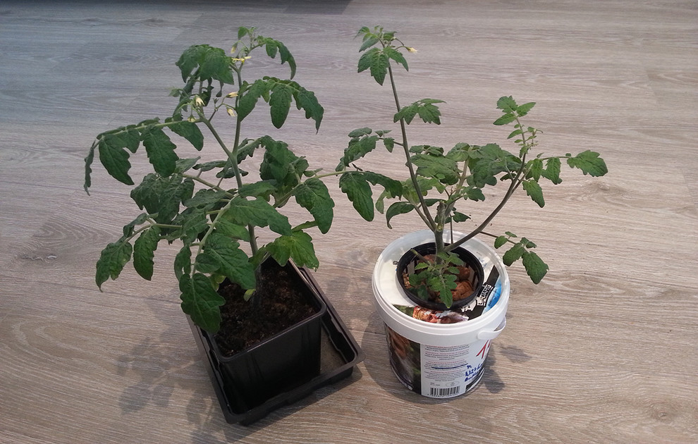 Experiment Tiny Tim hydroponic vs soil