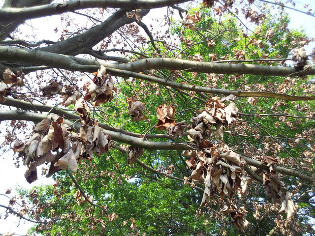 Sugar maple tree leaves dying