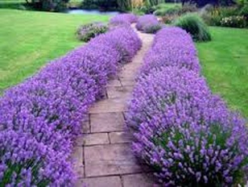 edging with perennials