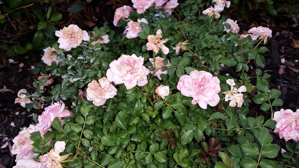 Diseased drift roses. Please help.