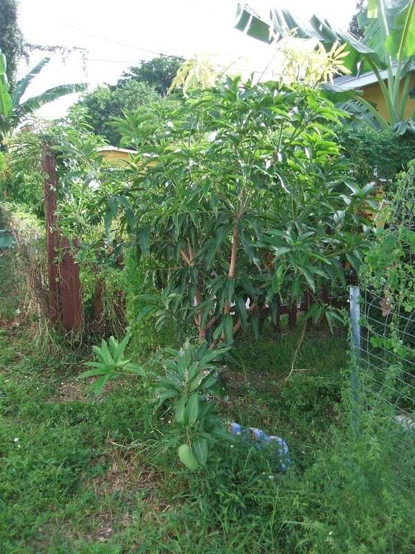 my Chouanon AKA Miracle Mango