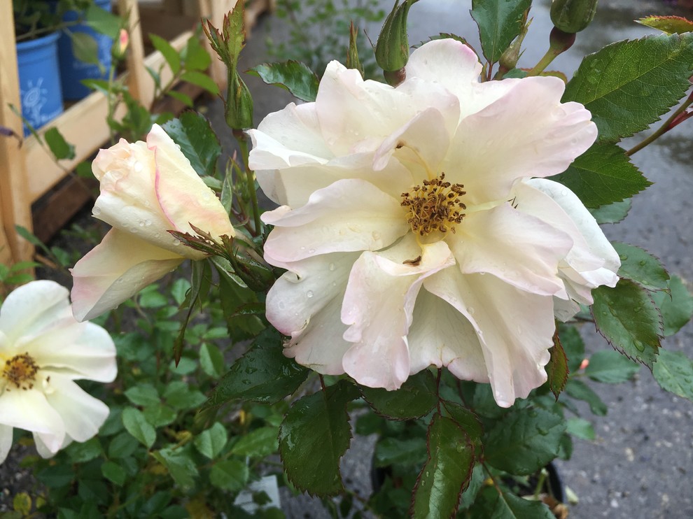 Oscar Peterson Rose | Houzz Forum