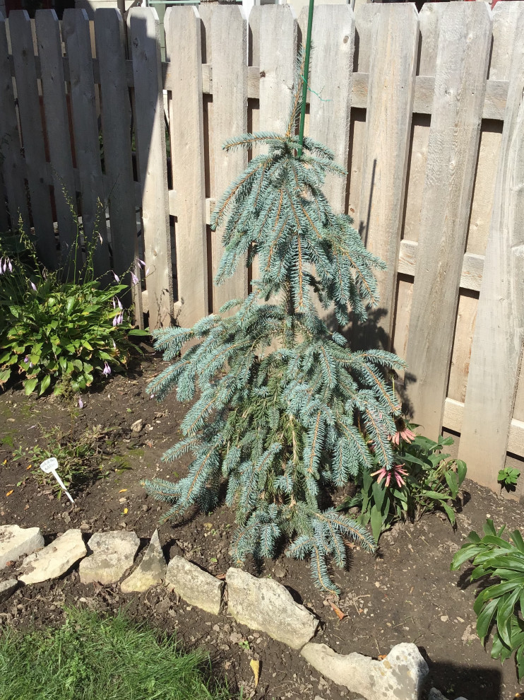 Advice on My Weeping Fir