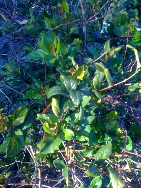 Help ID shrub/woody vine