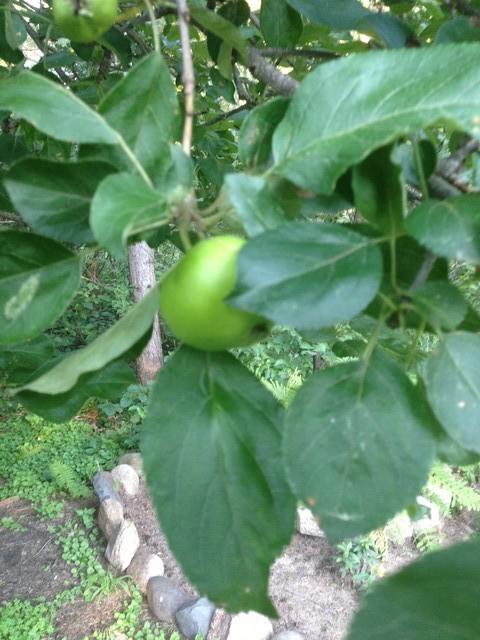 Apple Tree Identification Help