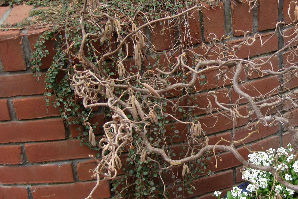 Curly Tree