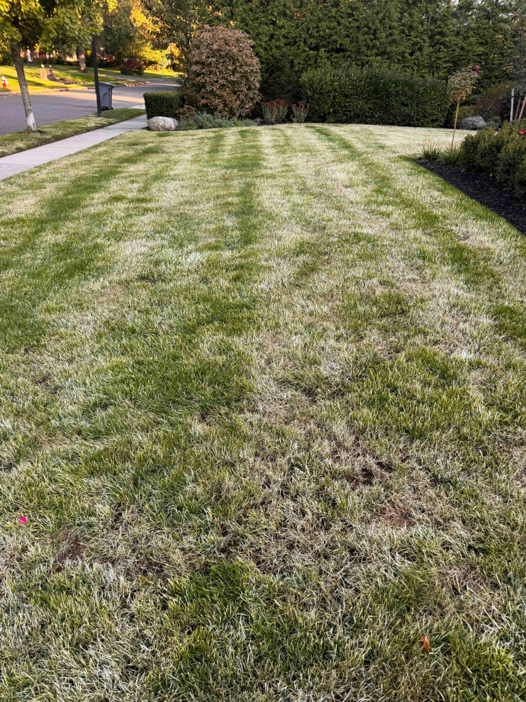 Did Tenacity Kill My Lawn?