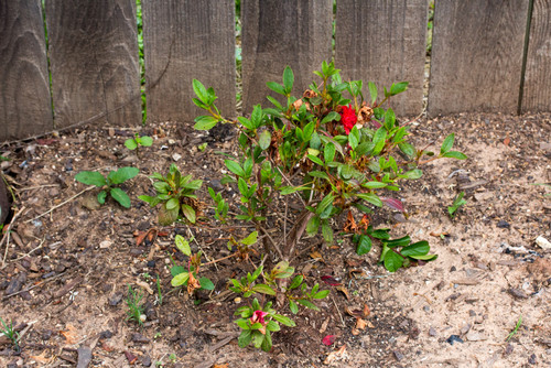 Encore Azalea Sparse Leaves...