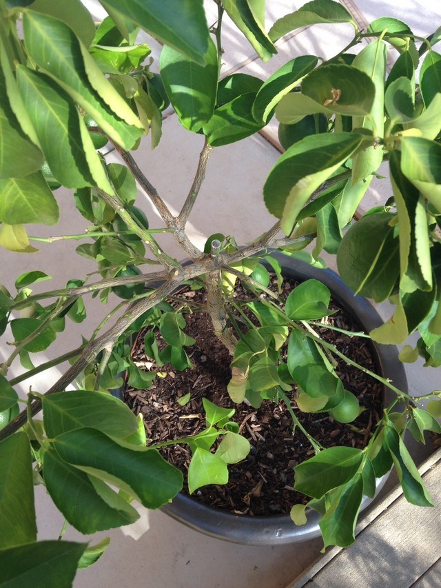 Treating an Overwatered Citrus (I think?) - HELP!