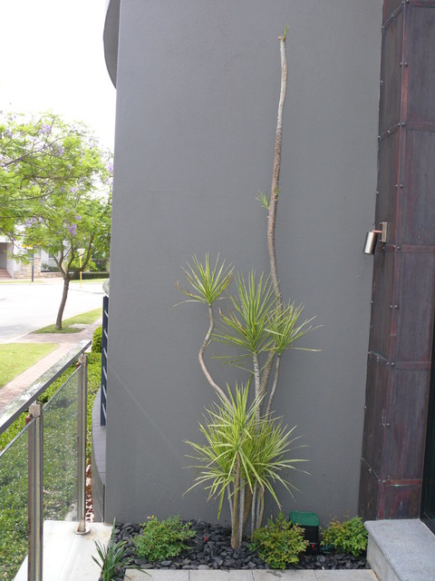 Balcony Garden - Contemporary - Balcony - Perth - by Nouveau Garden ...