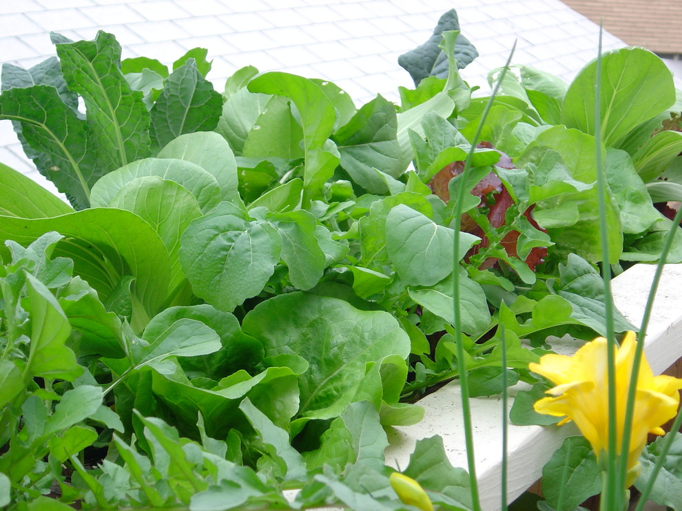 Window Box Salad Garden - Eclectic - Deck - San Francisco - by Steve ...