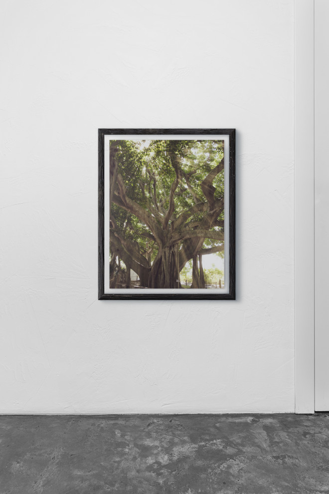 Banyan Tree With Glory Rays of Sunlight Botanical Photo Wall Art Print ...