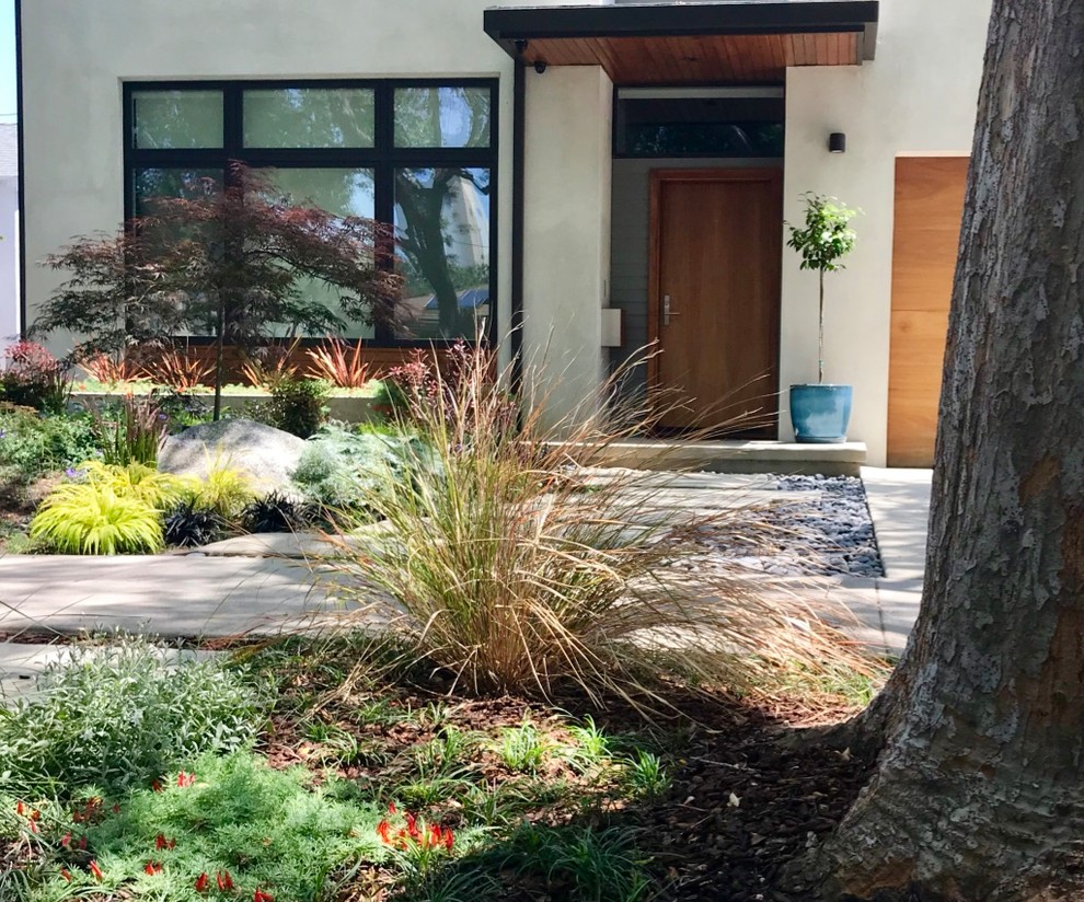 Reconfigured front entry pavers allow meandering path. - Contemporary ...