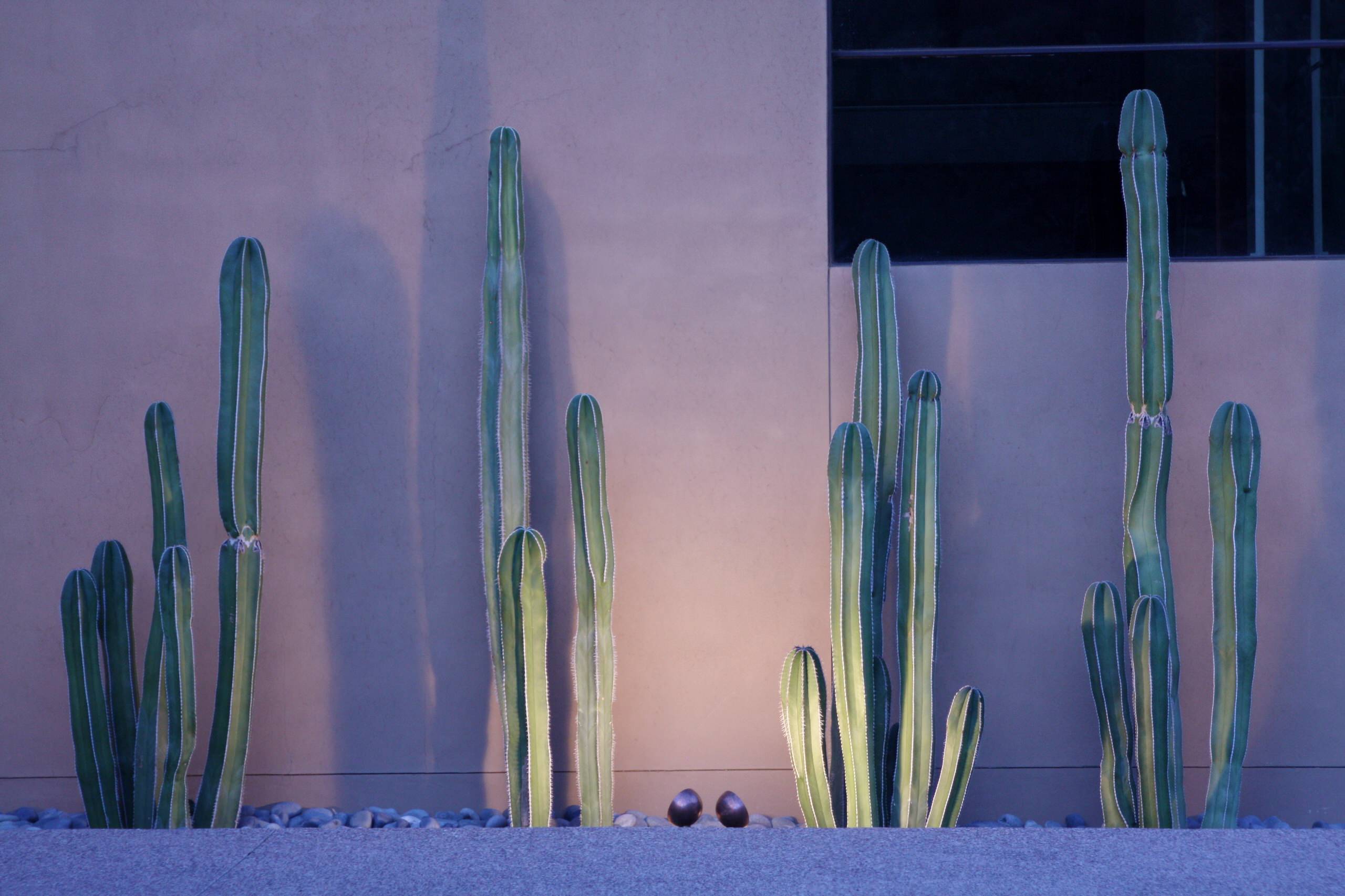 Tall Cactuses Bring Drama to Southwestern Gardens