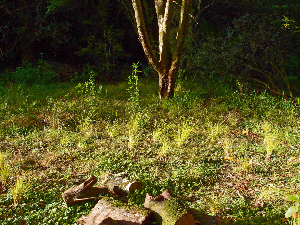 Native bush garden - Exterior - Auckland - by Nick Robinson Landscape ...