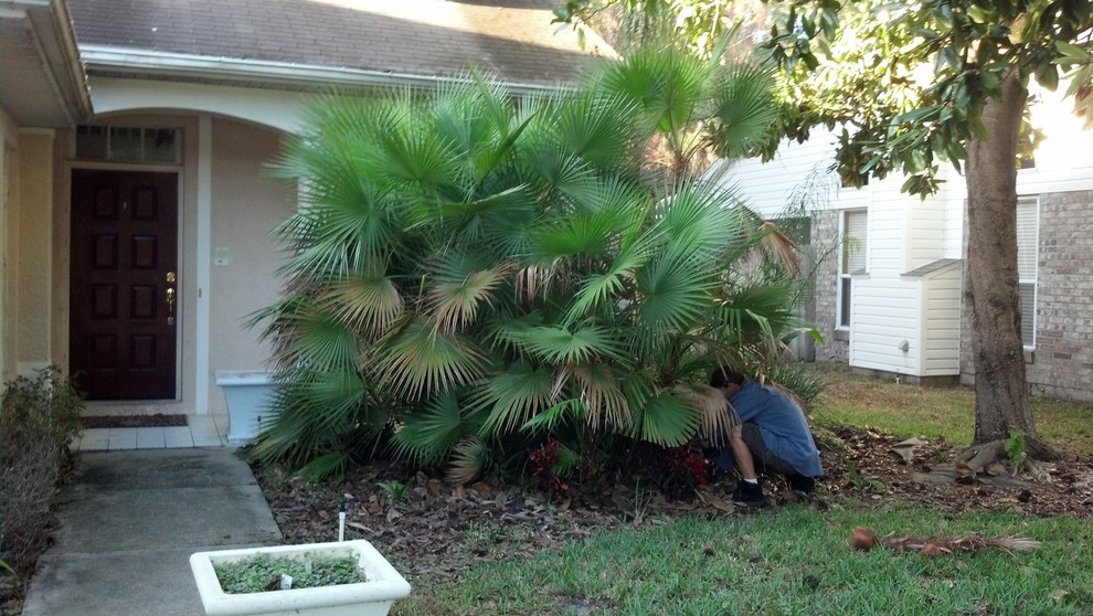 palm clean up - Traditional - Exterior - Tampa - by D C Lawn Services ...
