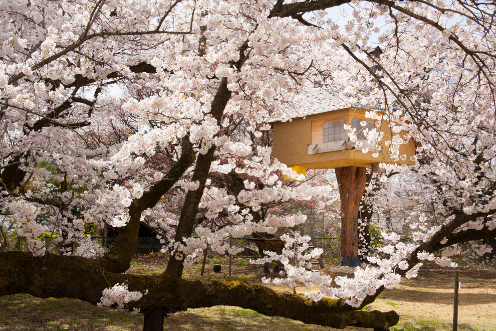 Treehouse - Japanese - Exterior - Tokyo Suburbs - by Shuya Sato ...