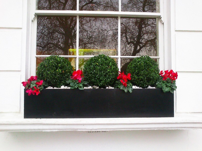 Winter Windowboxes - Traditional - Exterior - Los Angeles - by Monrovia ...