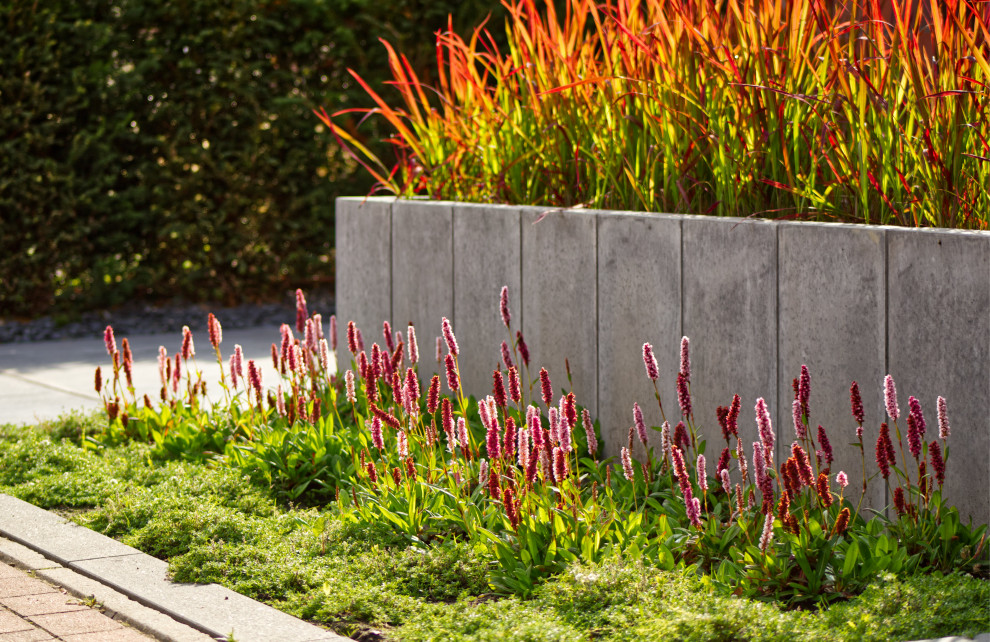 Architektonischer Vorgarten - Contemporary - Landscape - Essen - by ...