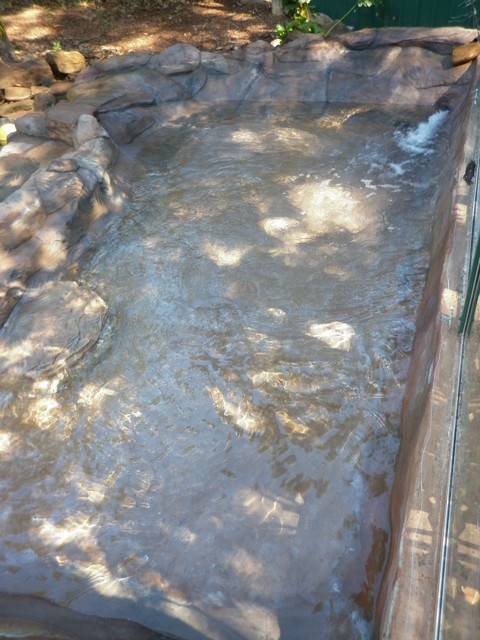 Adelaide Zoo - Garden - Brisbane - by Metal Rock Pools | Houzz AU