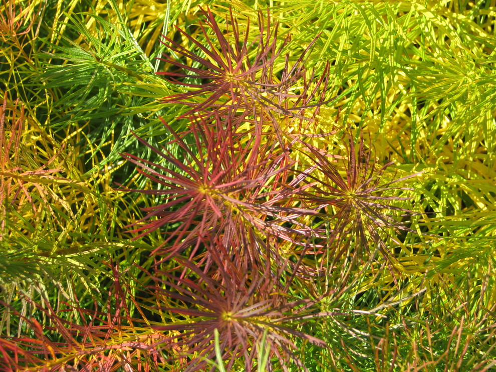 Amsonia hubrichtii autumn foliage - Landscape - London - by Brighton Plants