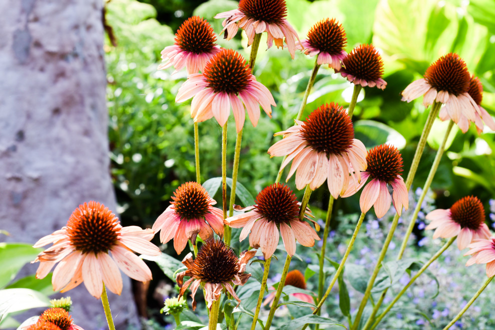 Black Rock Residence - Landscape - Melbourne - by Waddell Landscape ...
