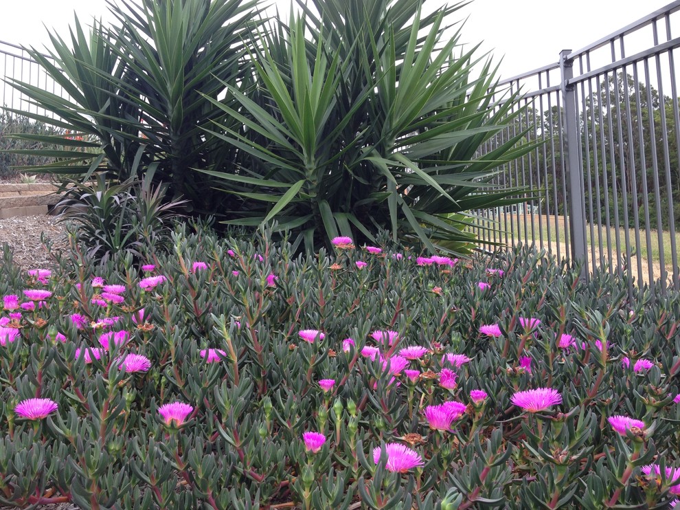 Burnside Native Garden - Rustic - Landscape - Brisbane - by ...