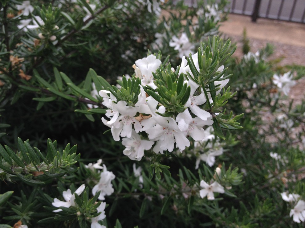 Burnside Native Garden - Rustic - Landscape - Brisbane - by ...