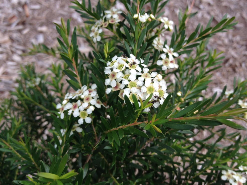 Burnside Native Garden - Rustic - Landscape - Brisbane - by ...