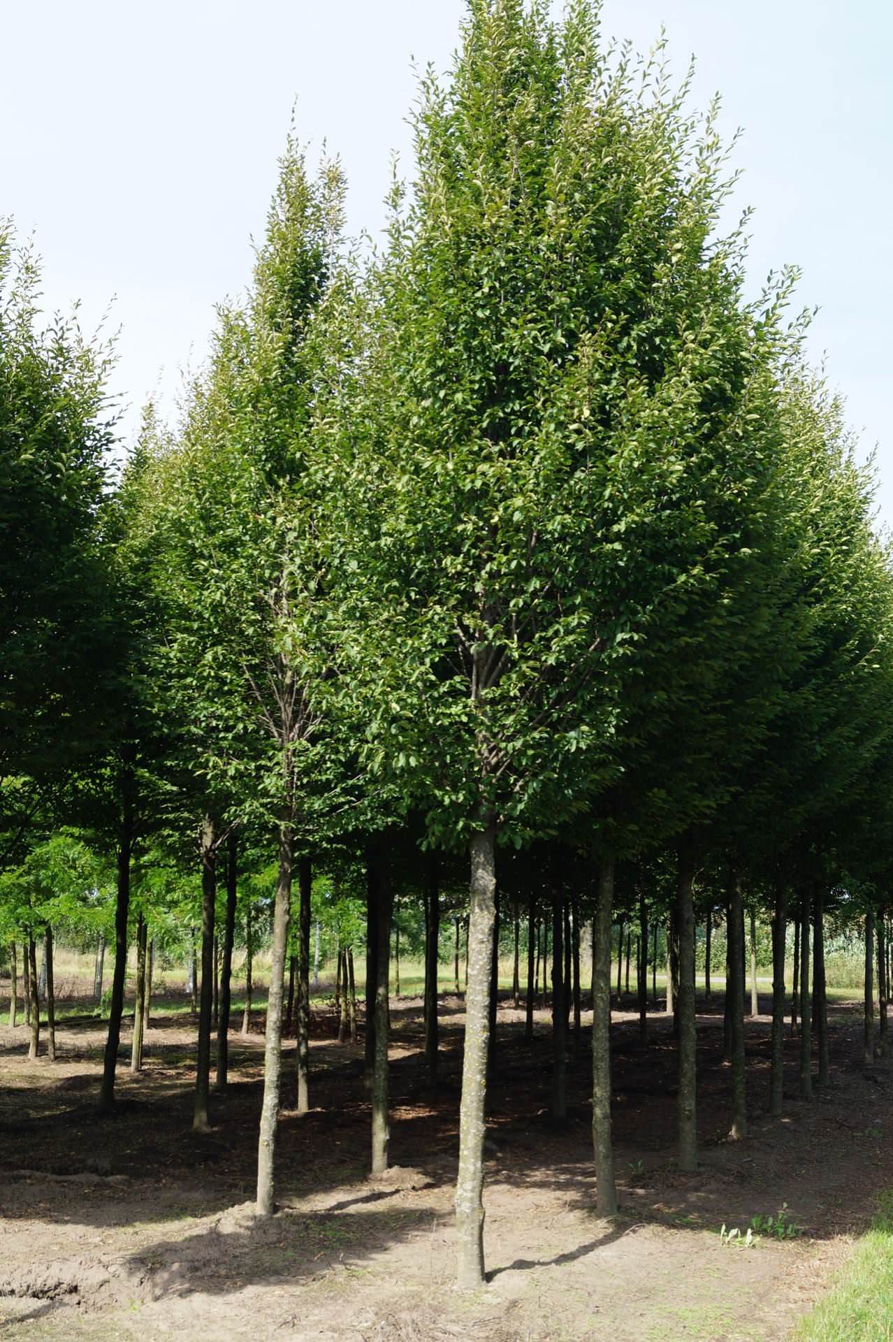 Carpinus Betulus Frans Fontaine