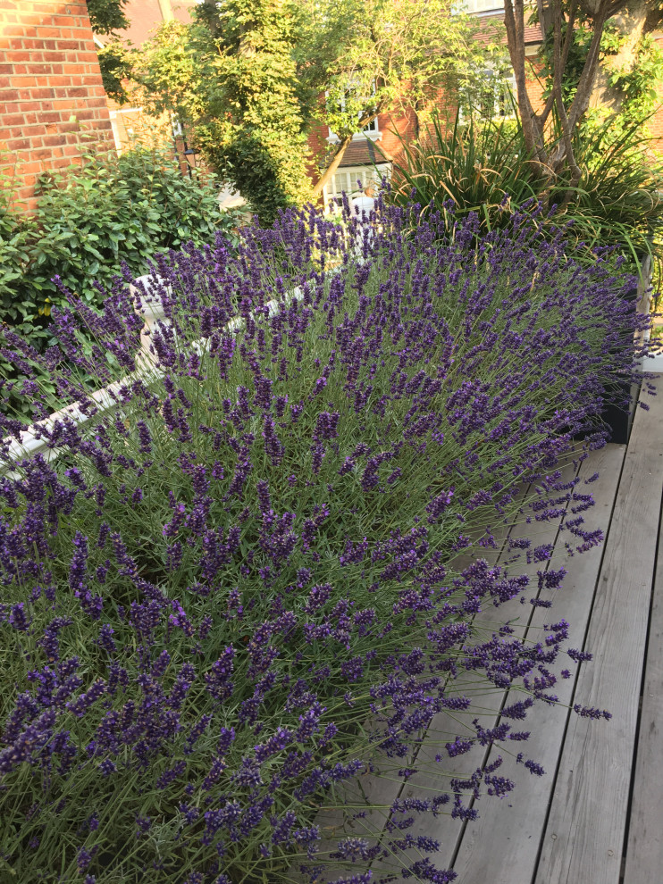 Chiswick Triangular Garden - Contemporary - Landscape - London - by ...