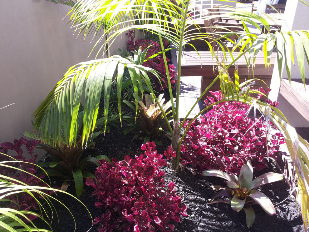 Compass Point - Tropical - Landscape - Auckland - by Fusion Landscape ...