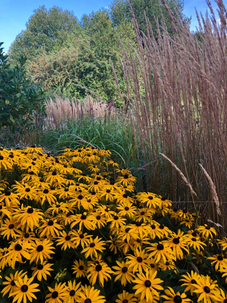 Country Front Garden with a natural prairie style planting - Farmhouse ...