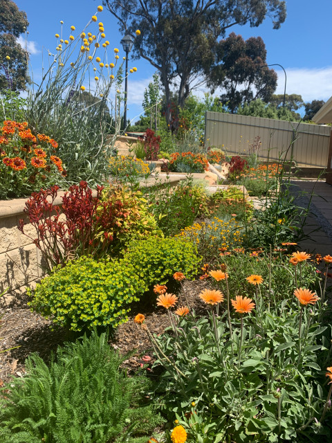 Craigburn Farm | Front Garden - Contemporary - Garden - Adelaide - by ...