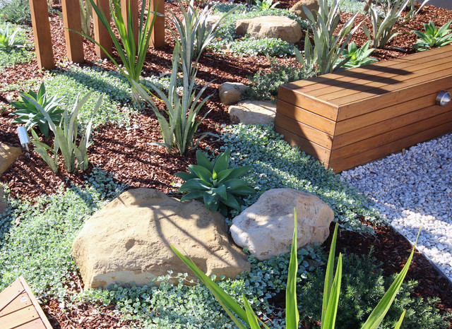 Dudley Coast - Beach Style - Garden - Sydney - by OCTOPUS GARDEN DESIGN ...