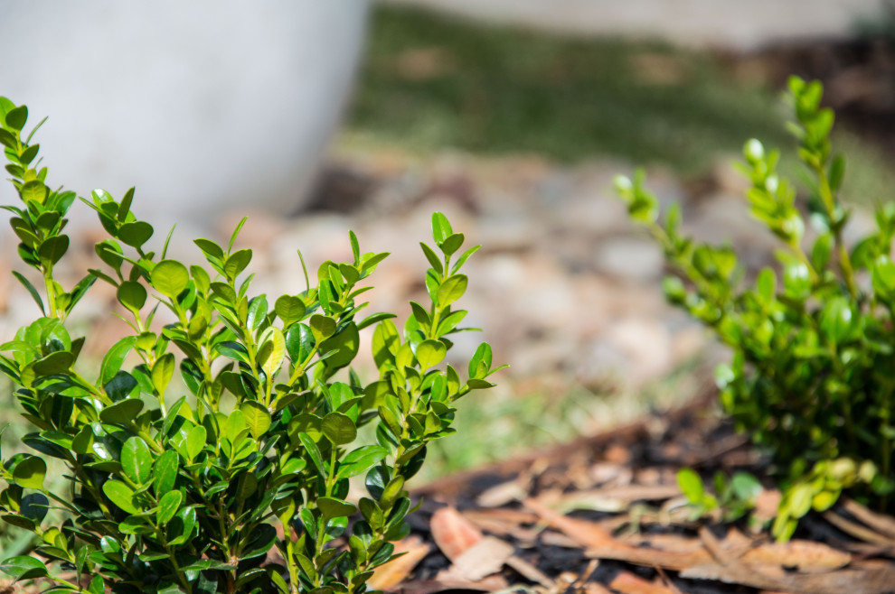 Feng Shui Garden - Contemporary - Landscape - Melbourne - by Inspiring ...