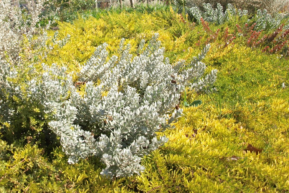 Fremantle Coastal Garden - Beach Style - Landscape - Perth - by ...