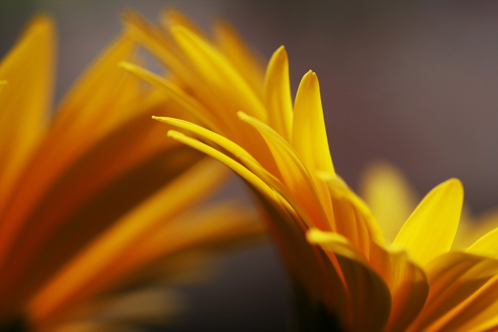 Gerbera - Traditional - Landscape - Surrey - by Laara Copley-Smith ...