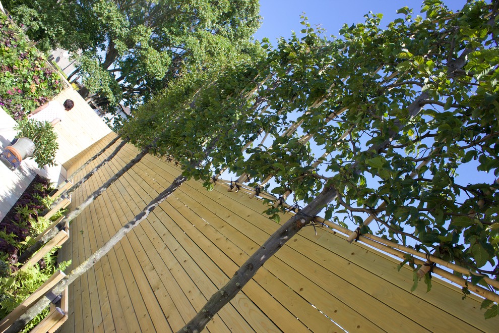 Pleached Tree Canopy - Contemporary - Landscape - Dublin - by Amazon ...