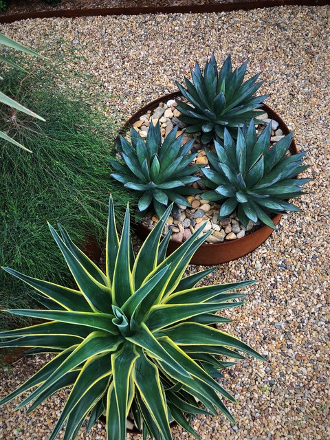 Low Maintenance Front Yard Makeover - Modern - Garden - Sydney - by FCG ...