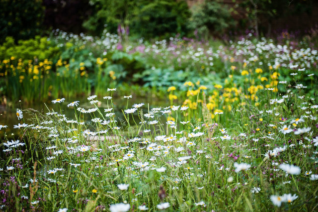 Meadow Garden - Traditional - Garden - London - by The Garden Builders ...