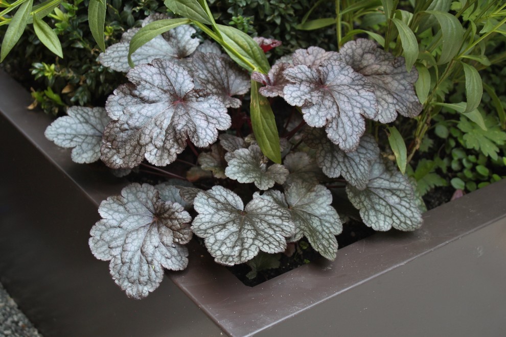 Notting Hill Courtyard Garden - Contemporary - Landscape - London - by ...