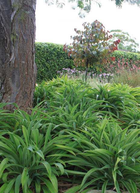 Our Favorite Plants-Dural Design - Jardín - Sídney - de Designascape ...