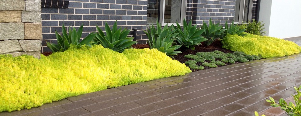 Plant combinations - Contemporary - Landscape - Sydney - by Arthur ...