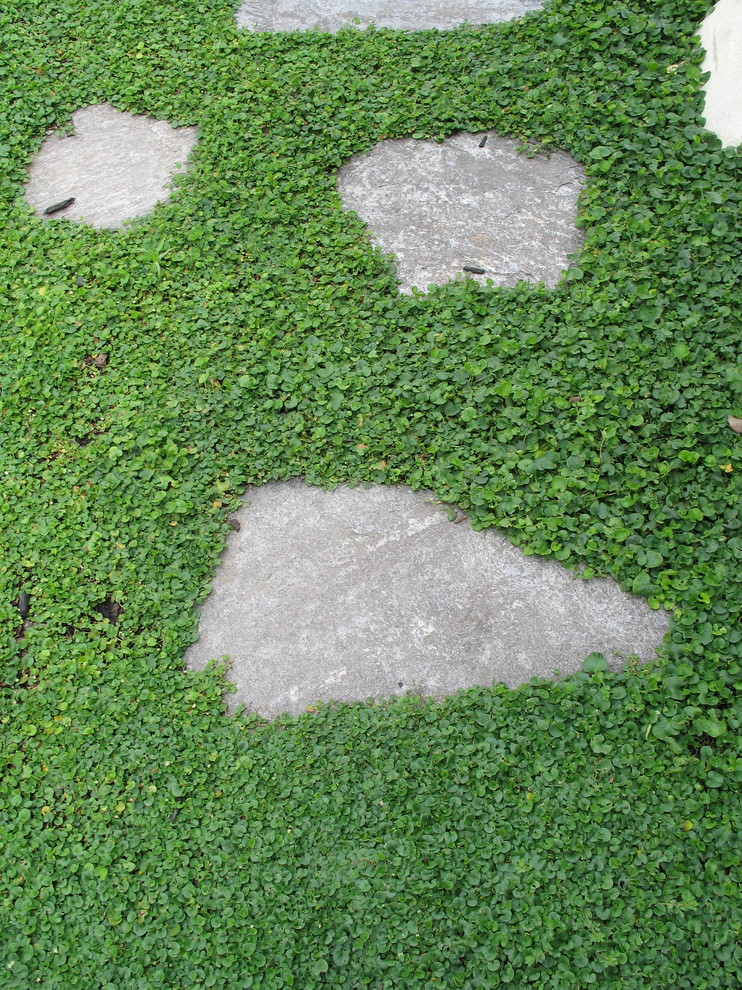 Point Chevalier garden - Landscape - Auckland - by Carol Bucknell ...