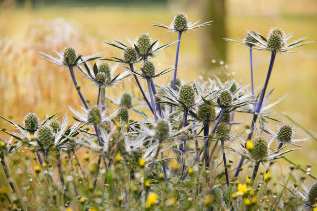 Disteln: Pflegetipps und Pflanzideen für die stachelige Schönheit